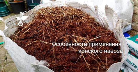 Особенности применения конского навоза. Как подготовить и применять ...