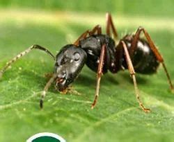 Ant Pest Control In Indore Id 14250144648