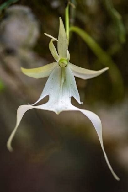 50 Angraecum Fotografías De Stock Fotos E Imágenes Libres De Derechos