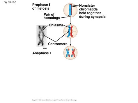 Meiosis And Sexual Life Cycles Ppt Download