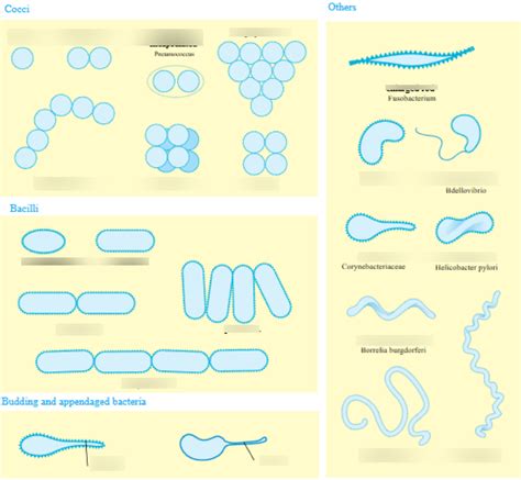 Diagram Of Diversity Of Prokaryotic Cells Quizlet