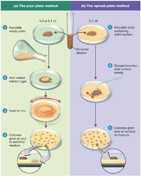 Measurements Of Microbial Growth Microbiology Notes