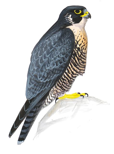 Identifying Birds Audubon