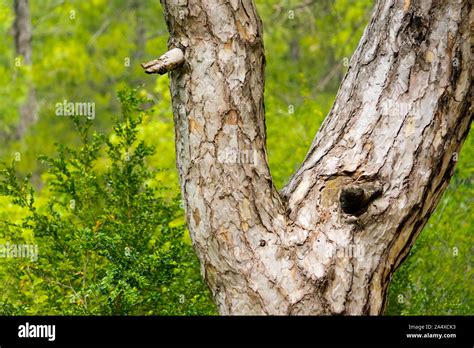 The Trunk Of A Tree Splits In Half To Create A Fork Stock Photo Alamy