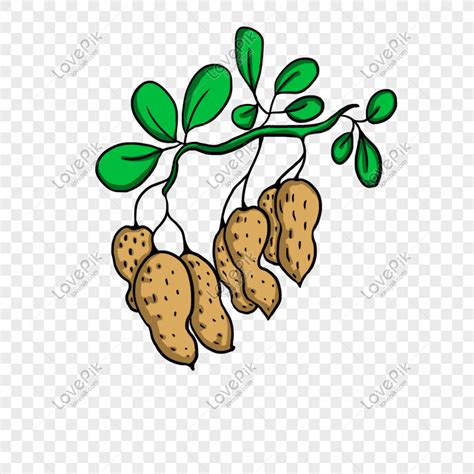 손으로 그린 가을 땅콩 벡터 일러스트 레이 션 Png 일러스트 무료 다운로드 Lovepik