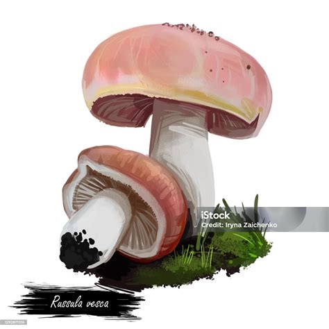 Russula Vesca 맨손으로 이빨 또는 바람둥이 바시디오마이세테 버섯 클로즈업 디지털 아트 일러스트 볼레투스는 밝은 분홍색 모자와 흰색 바디를 가지고 있습니다 버섯