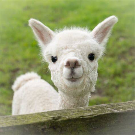 Welcome To Wood End Alpacas Wood End Alpacas