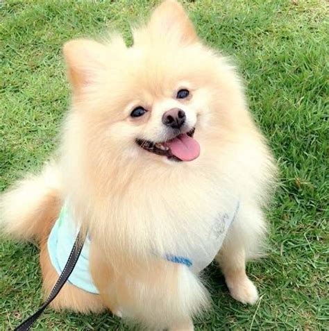 獣医師監修｜犬の肝臓病とは？原因や症状、予防法などについて解説｜いぬのきもちweb Magazine