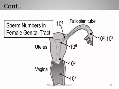Molecular Basis Of Fertilization Pptx