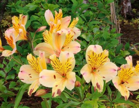 Альстромерия посадка и уход в открытом грунте выращивание в саду