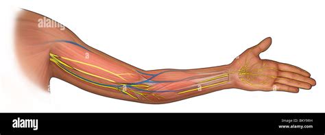 Nerves Arm Stock Photos Nerves Arm Stock Images Alamy