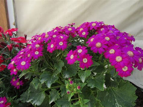 как называются