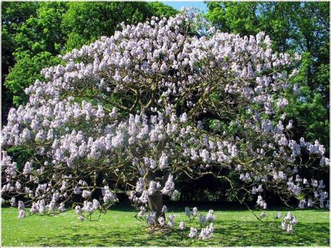 The Best Ornamental Trees To Grow In Pennsylvania PlantNative Org