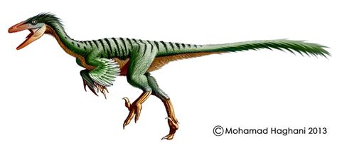 Troodon Feathers
