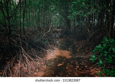 Mangrove Forest Texture Background Stock Photo Edit Now