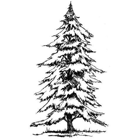 Spruce Tree Drawing At GetDrawings Free Download