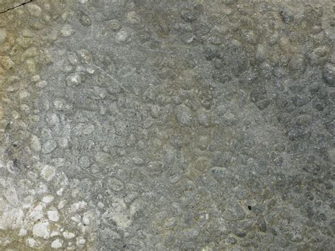 Trace Fossils Katesfossilsandcrystals Trace Fossils Katesfossilsandcrystals