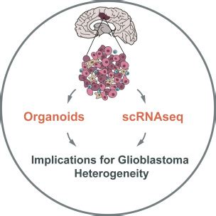 Tackling The Many Facets Of Glioblastoma Heterogeneity Cell Stem Cell