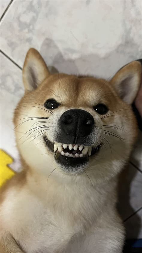 傻狗 曬狗板 Dcard