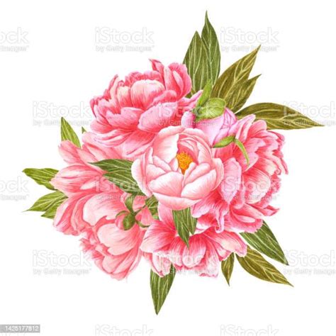 손으로 그린 수채화 빨간색 크림 및 분홍색 모란 꽃 꽃다발과 흰색 배경에 녹색 잎이 있습니다 스크랩북 디자인 타이포그래피 포스터 라벨 배너 엽서 빨강에 대한 스톡 벡터 아트