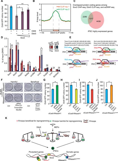 R Loops Coordinate With Sox2 In Regulating Reprogramming To