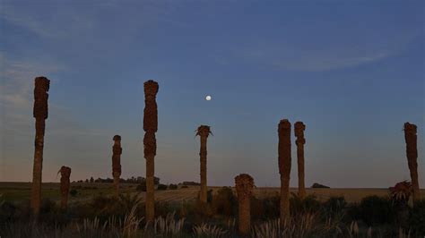The Threat Of The Red Palm Weevil Impact And Strategies To Save Palm Trees