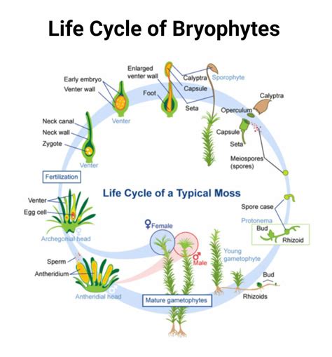 Bryophytes Characteristics Life Cycle Economic Importance