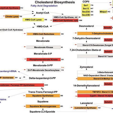 Cardiac Myocyte Genes With Normalized Expression Levels 200 Induced Or