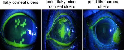 Sample Images From The Dataset Download Scientific Diagram