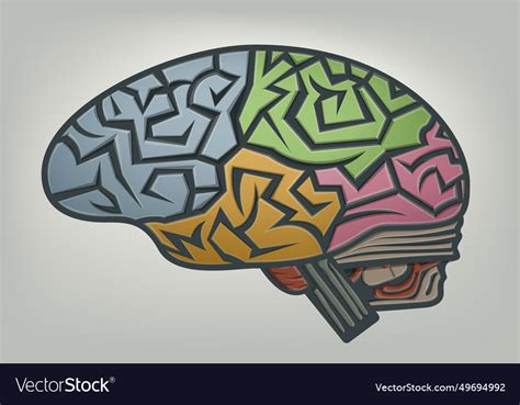 Stylized Human Brain For Education Royalty Free Vector Image