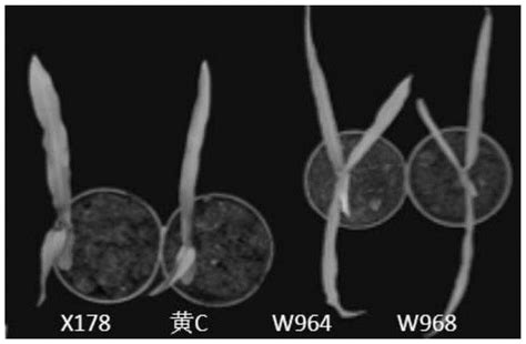 植物叶宽相关蛋白KRDP1及其编码基因和应用的制作方法 2