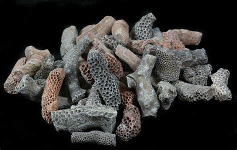 Coral Fossils For Sale