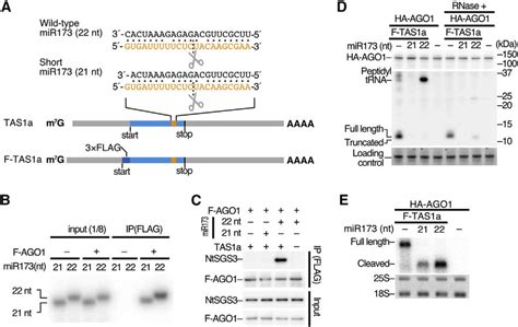 Ago1 Loaded With 22 Nt Mir173 Efficiently Stalls Ribosomes A Top Download Scientific Diagram