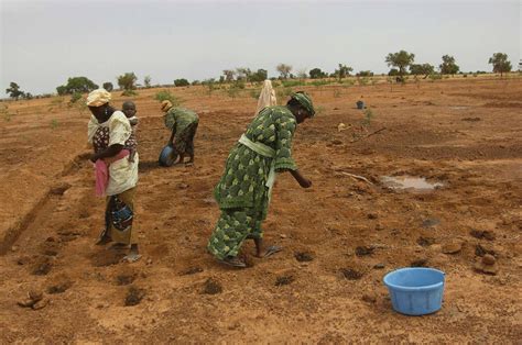 Zai Holes A Traditional Planting Technique In Burkina Faso And Many