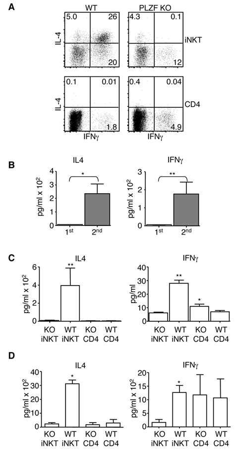 PLZF Deficient INKT Present An Altered Cytokine Secretion Pattern A