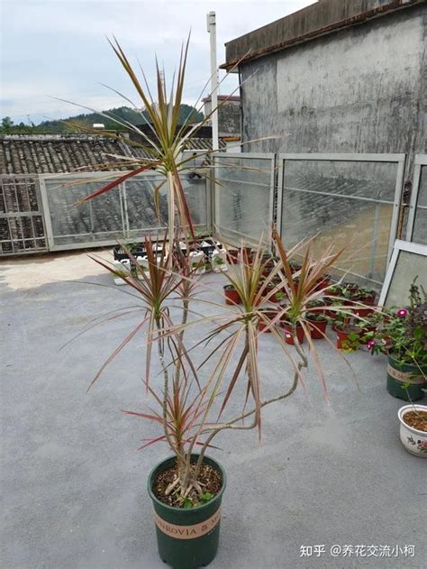 养千年木真容易冻伤家里养了这种植物的朋友要注意了 知乎