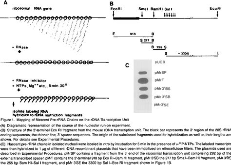 Figure 1 From Transcription Of Mouse Rdna Terminates Downstream Of The 3′ End Of 28s Rna And