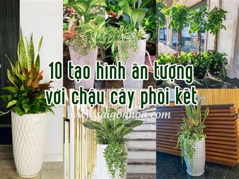 Bộ Sưu Tập Mix Cây Cảnh đẹp Theo Sở Thích Của Bạn