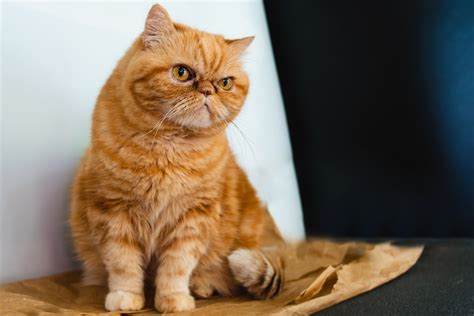 Exotic Shorthair Cat Breed Info Pictures Temperament And Facts Catster