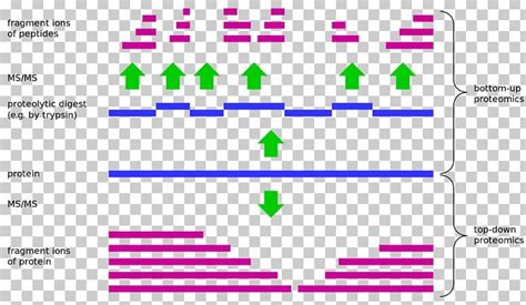 Top Down And Bottom Up Design Top Down Proteomics Top Down Und Bottom