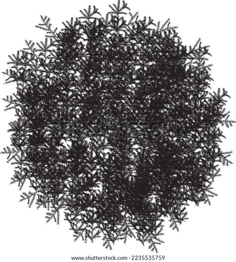 Tree Top Vector Art Isolated On Stock Vector Royalty Free 2235535759 Shutterstock