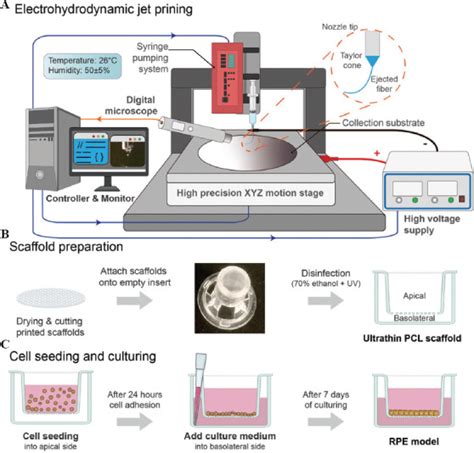Electrohydrodynamic Jet Printed Ultrathin Polycaprolactone Scaffolds