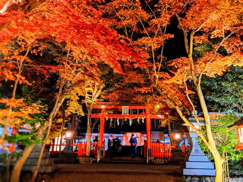 令和4年 大原野神社 紅葉ライトアップ西京京都西山 とっておきの京都プロジェクト