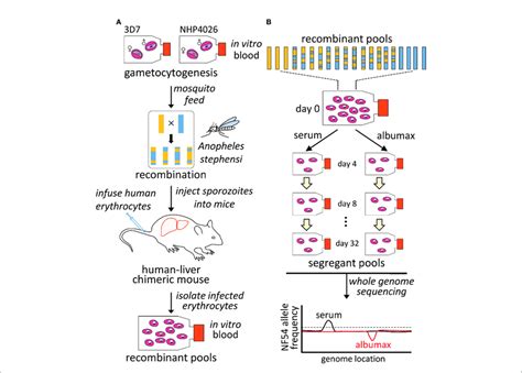 Mapping Parasite Fitness Under Different Culture Conditions A Download Scientific Diagram