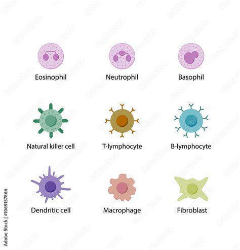 cells of the innate and adaptive immune system hematopoiesis cell type