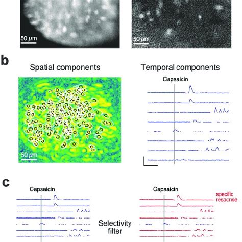 Identification Of Stimulus Specific Responses A Representative Image