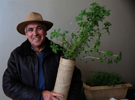 Inia Lanza Primera Variedad De Alfalfa De Secano Que Destaca Por Su Alta Persistencia Y