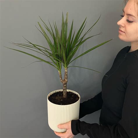 Комнатное растение Драцена в стильном кашпо Живые растения в Домодедово купить по цене 2190