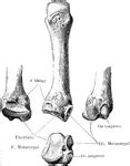 Keyword Metacarpal Clipart Etc
