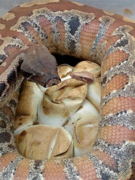 Blood Python With Her Babies